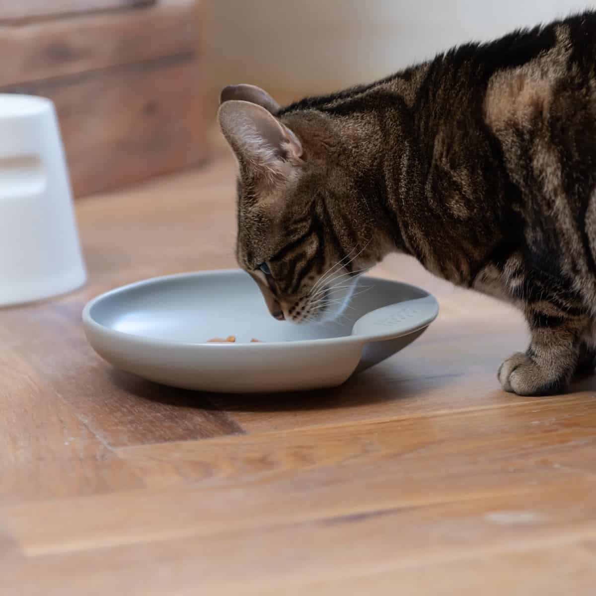 Feline Acne bij de kat - Huidadvies voor Dieren