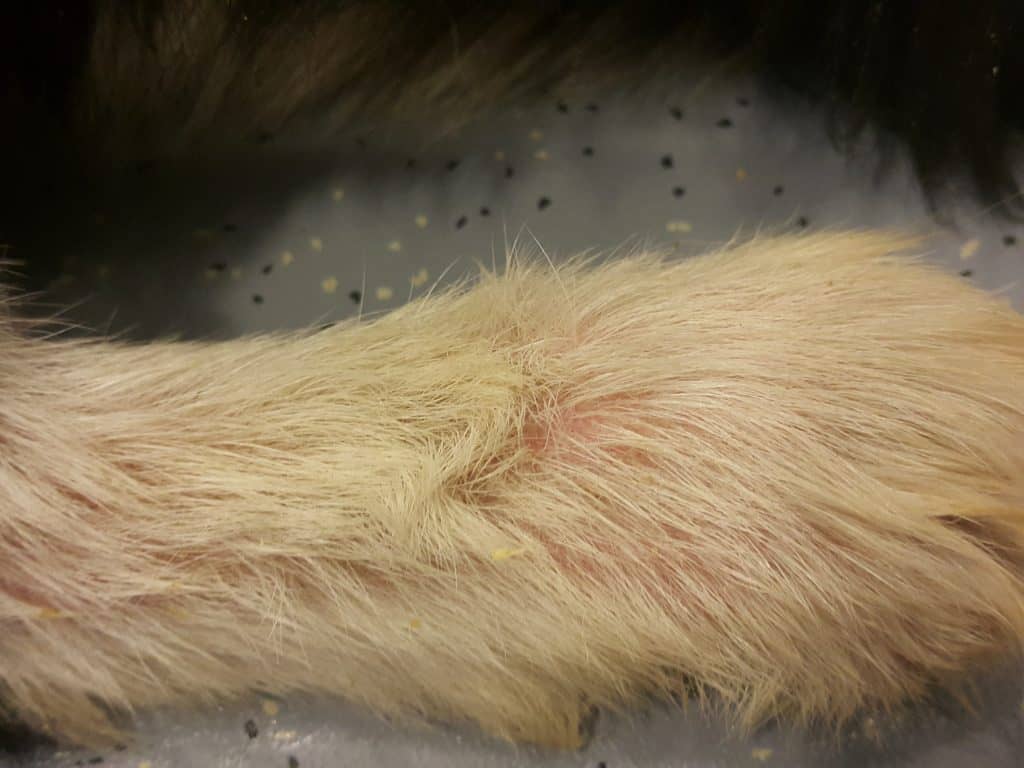 Demodex mijten bij de hond - Huidadvies voor Dieren
