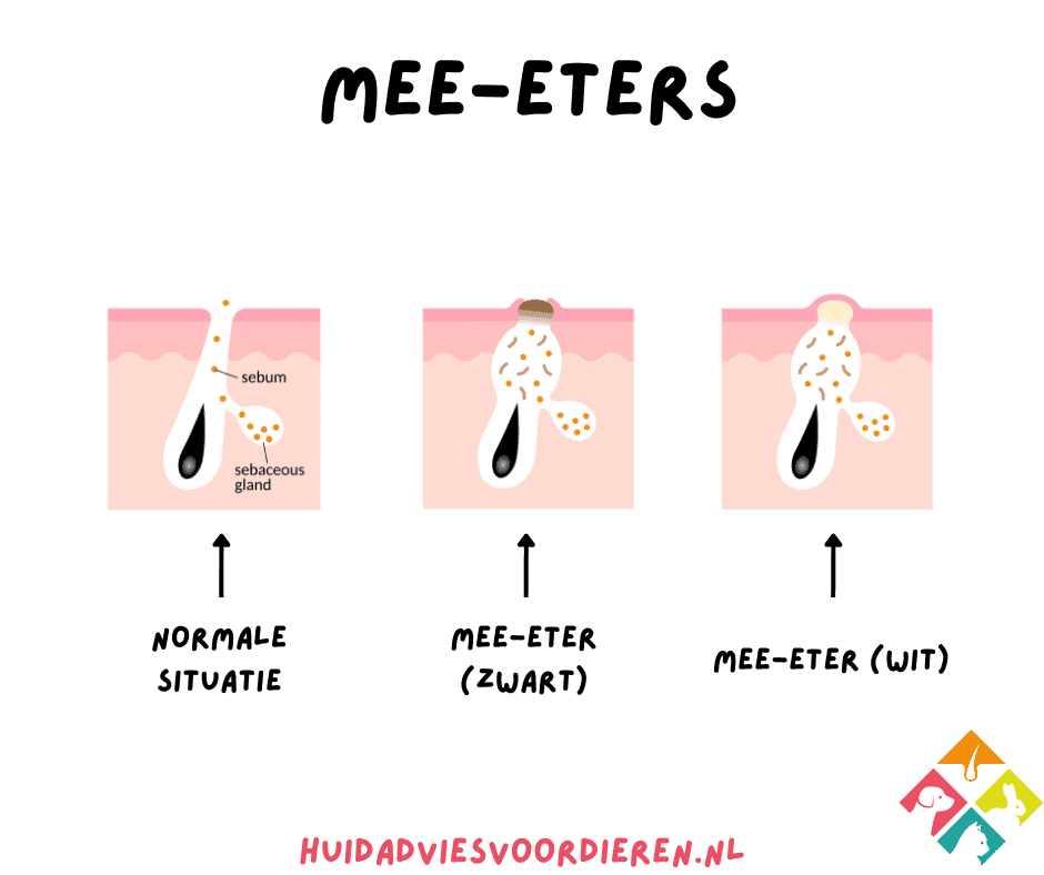 Mee-eters bij de hond en kat - Huidadvies voor Dieren
