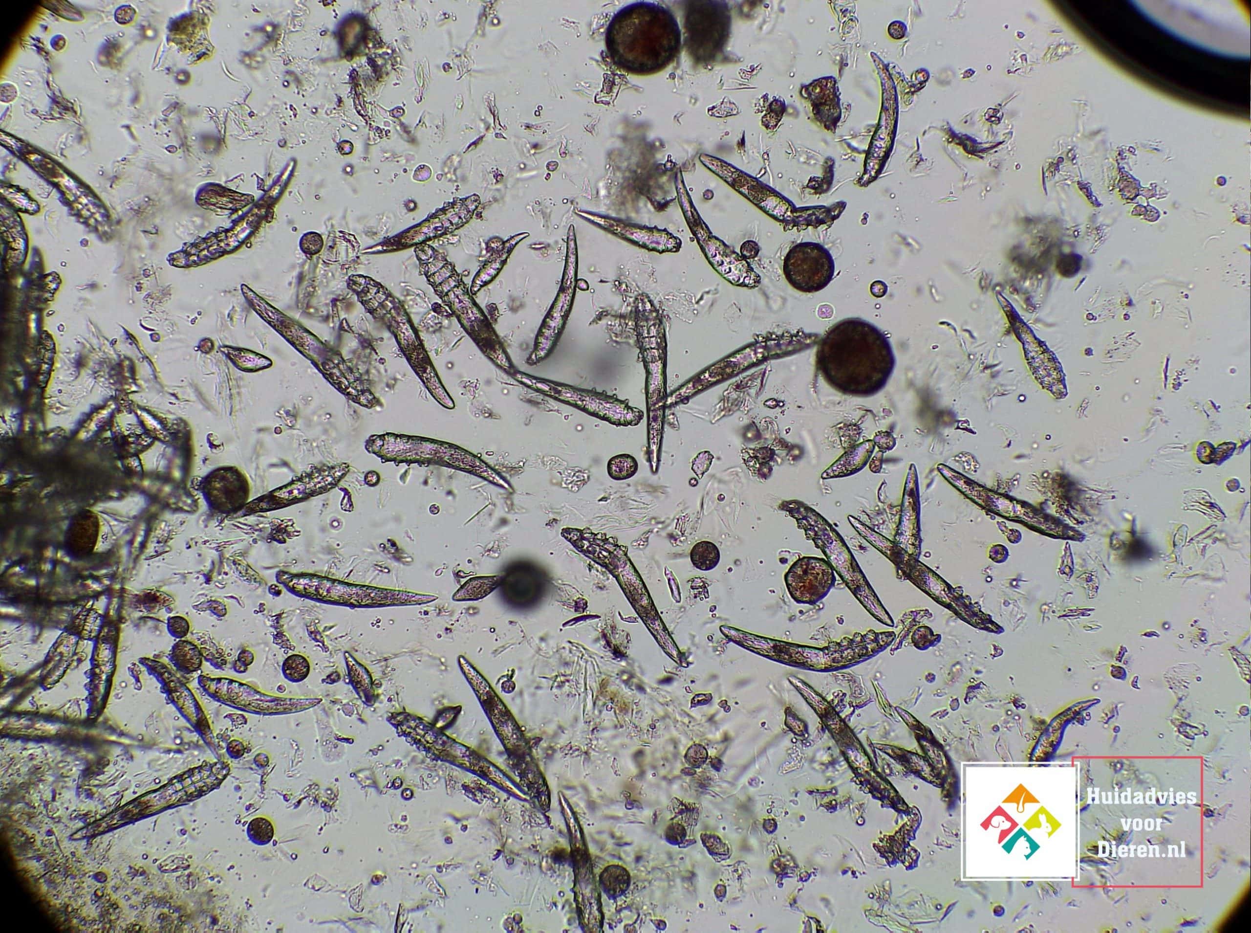 Demodex mijten bij de hond - Huidadvies voor Dieren