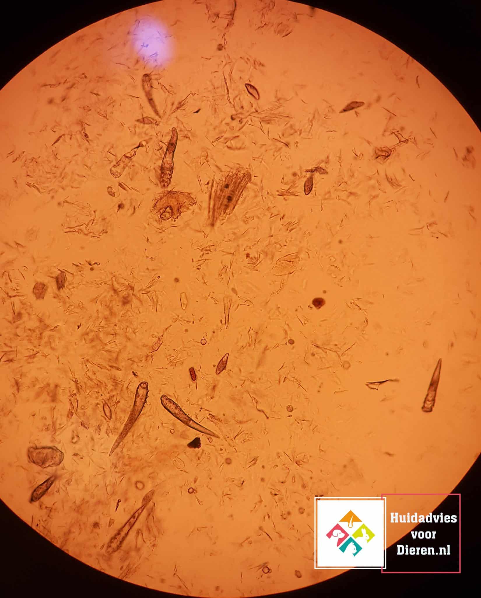 Demodex mijten bij de hond - Huidadvies voor Dieren