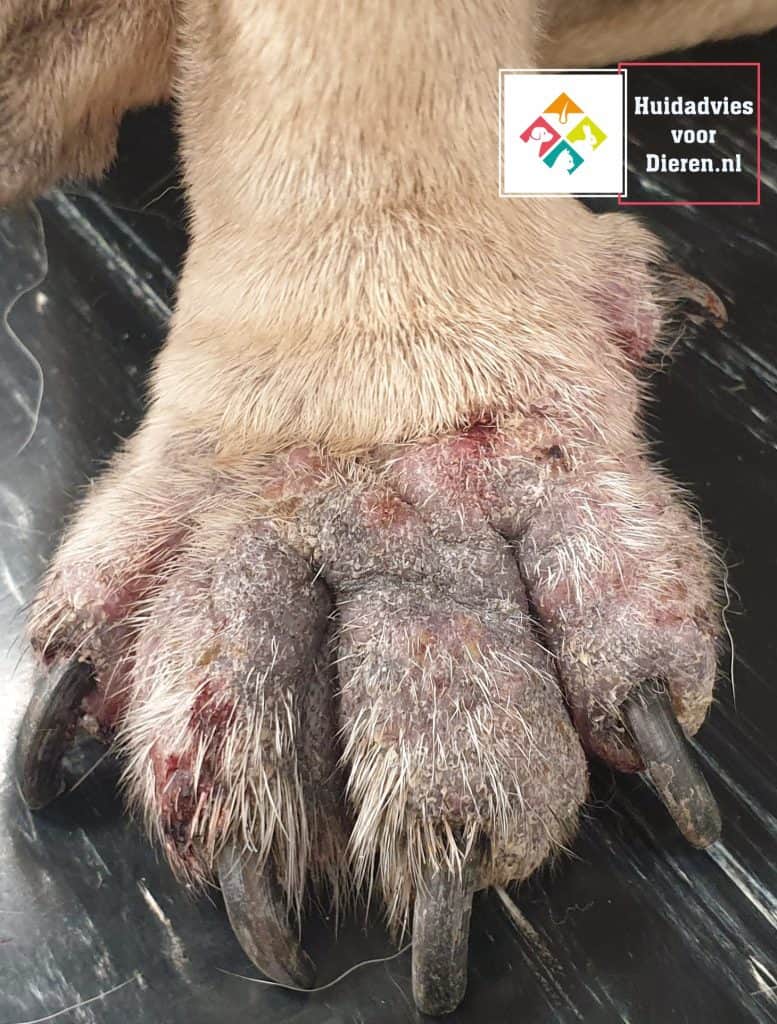 Demodex mijten bij de hond - Huidadvies voor Dieren