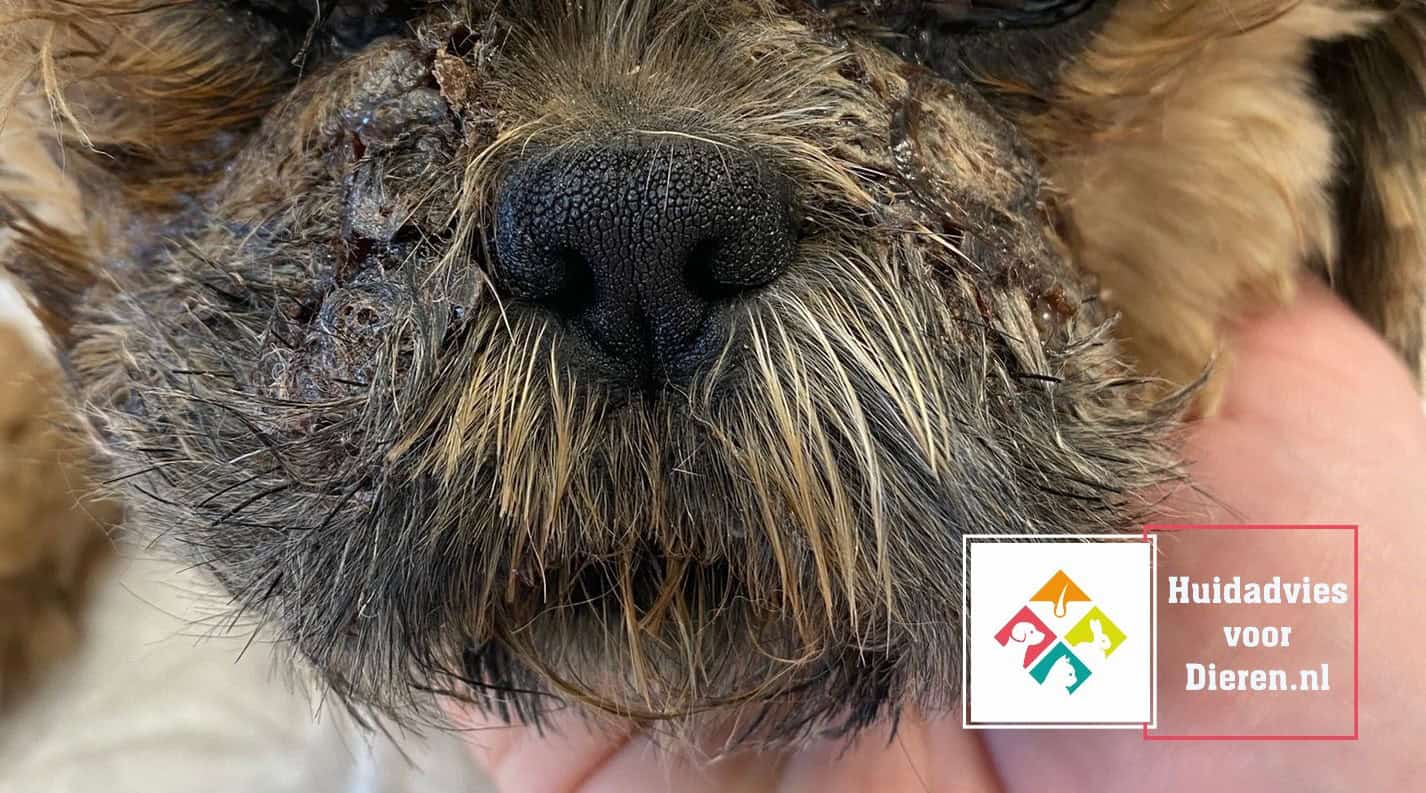 Demodex mijten bij de hond - Huidadvies voor Dieren