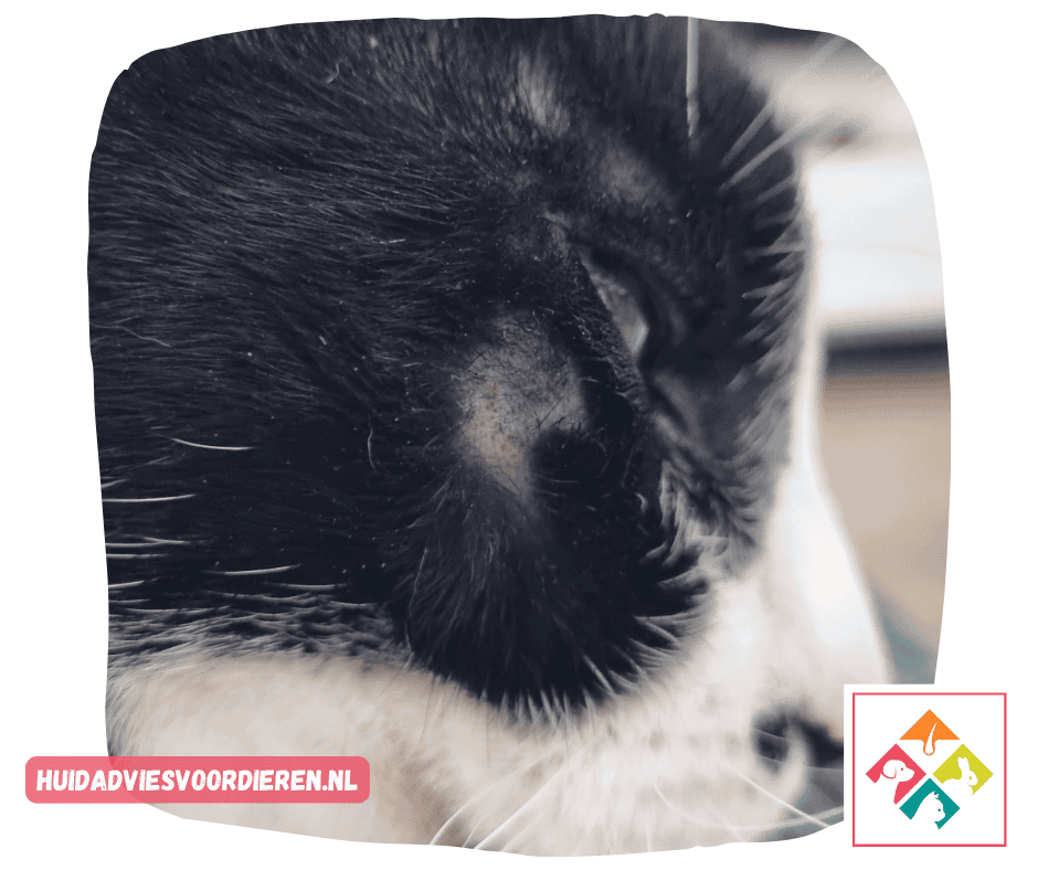 Help, mijn kat likt zich kaal! - Huidadvies voor Dieren