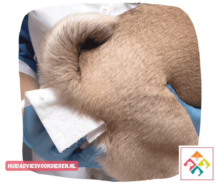 Anaalzakproblemen (anaalklieren) - Huidadvies voor Dieren